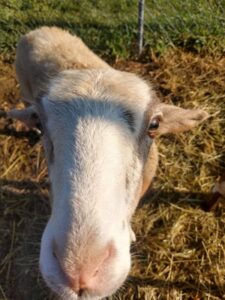 Pumpkin Park – Roth Pumpkin Patch